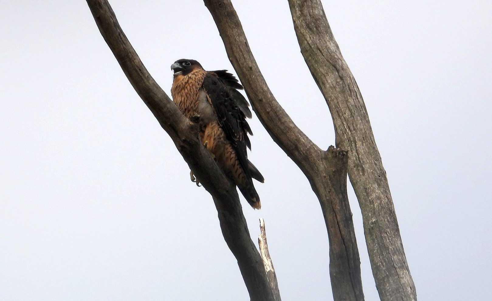 Girri out and about – Falconcam