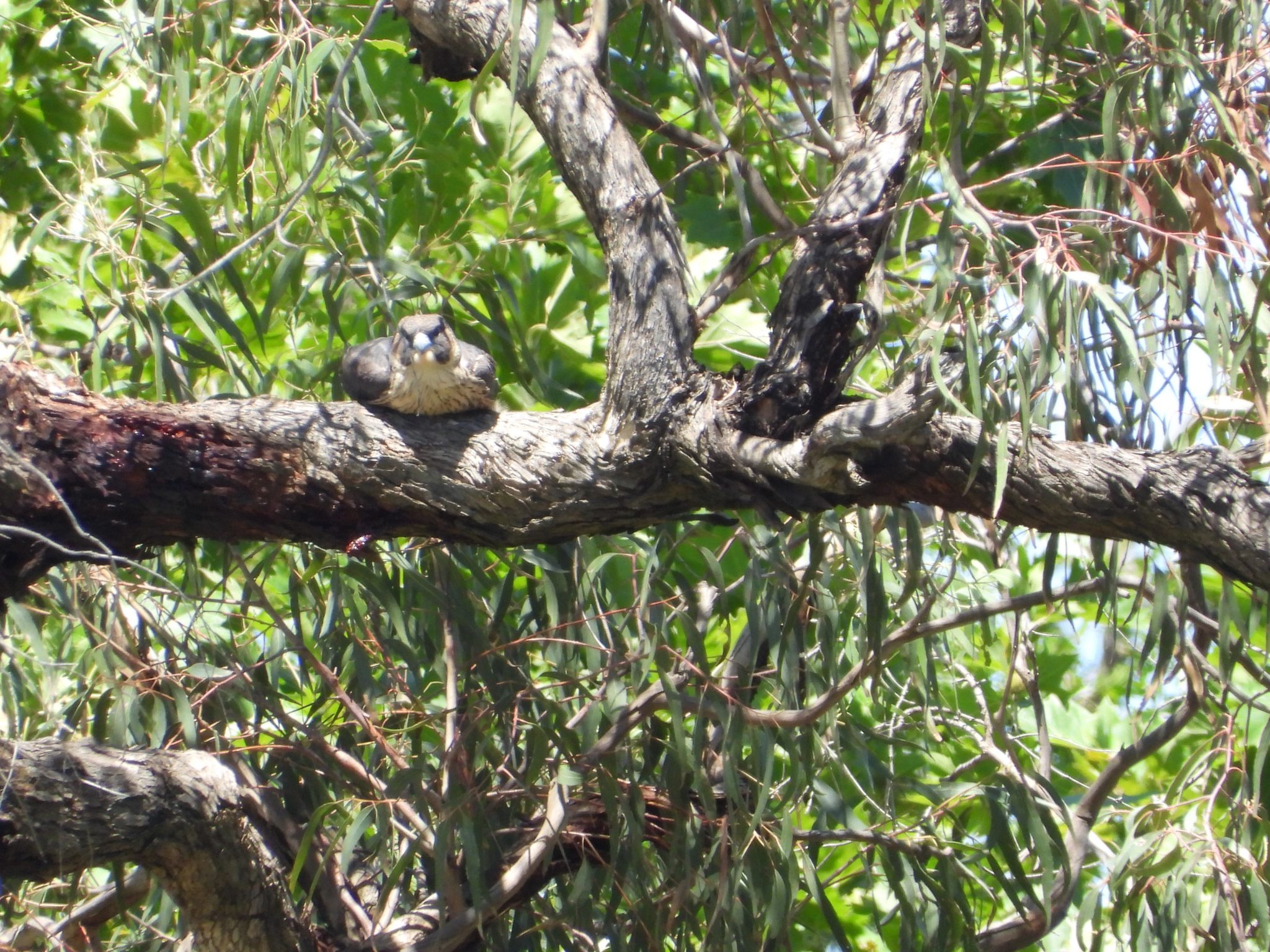 Girri flies around the trees – Falconcam